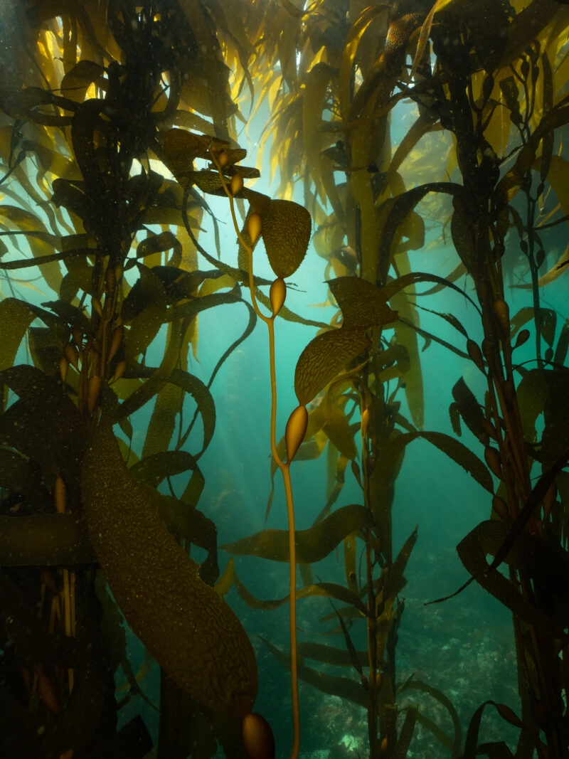 Opinion: How kelp forests can combat climate change
