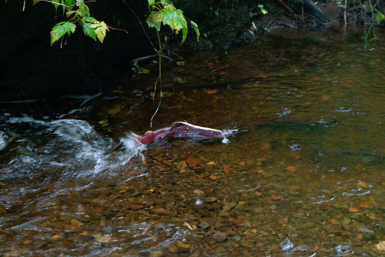 First Nations record ‘scary’ low salmon returns on B.C.’s central coast