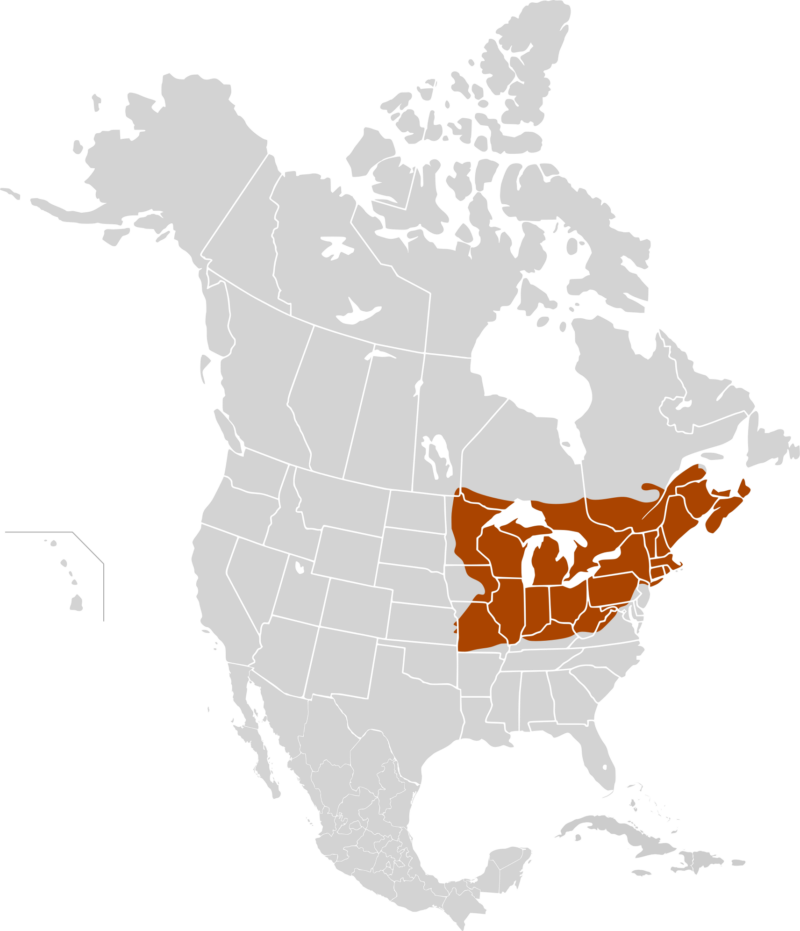 Maple syrup meltdown: climate change vs. Canada's sweetest commodity