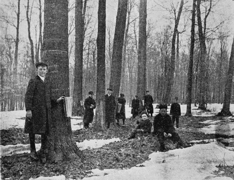 Maple syrup meltdown: climate change vs. Canada's sweetest commodity