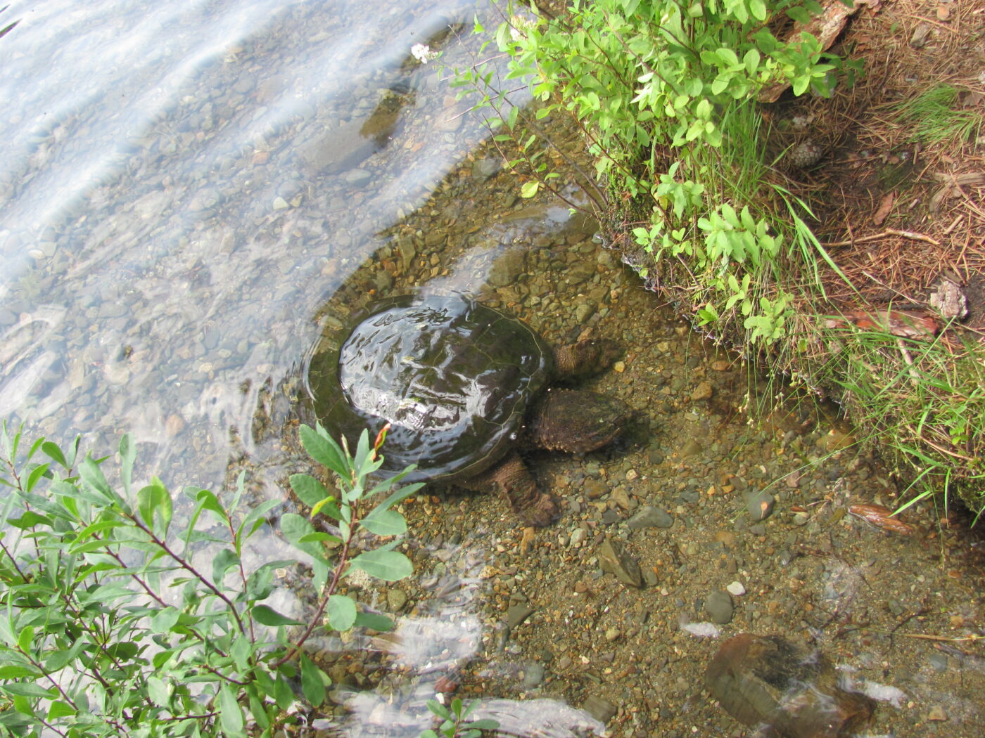 Meet Grace, Ontario’s 125-year-old snapping turtle | The Narwhal
