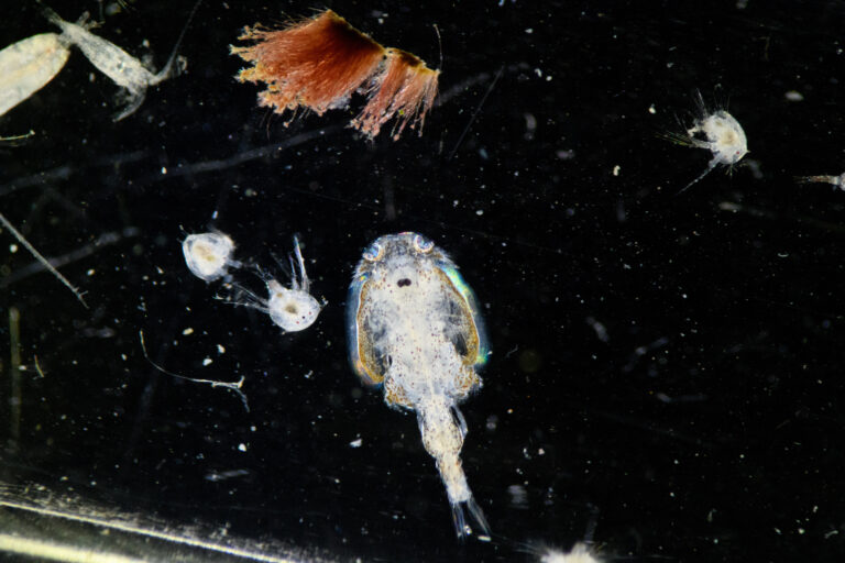 B.C. salmon farm’s sea lice levels were five times limit: docs | The ...
