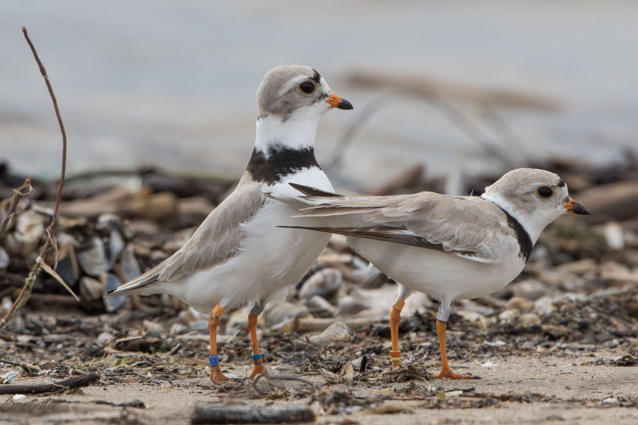 On Sauble Beach, it's sunbathers vs. endangered piping plovers | The ...