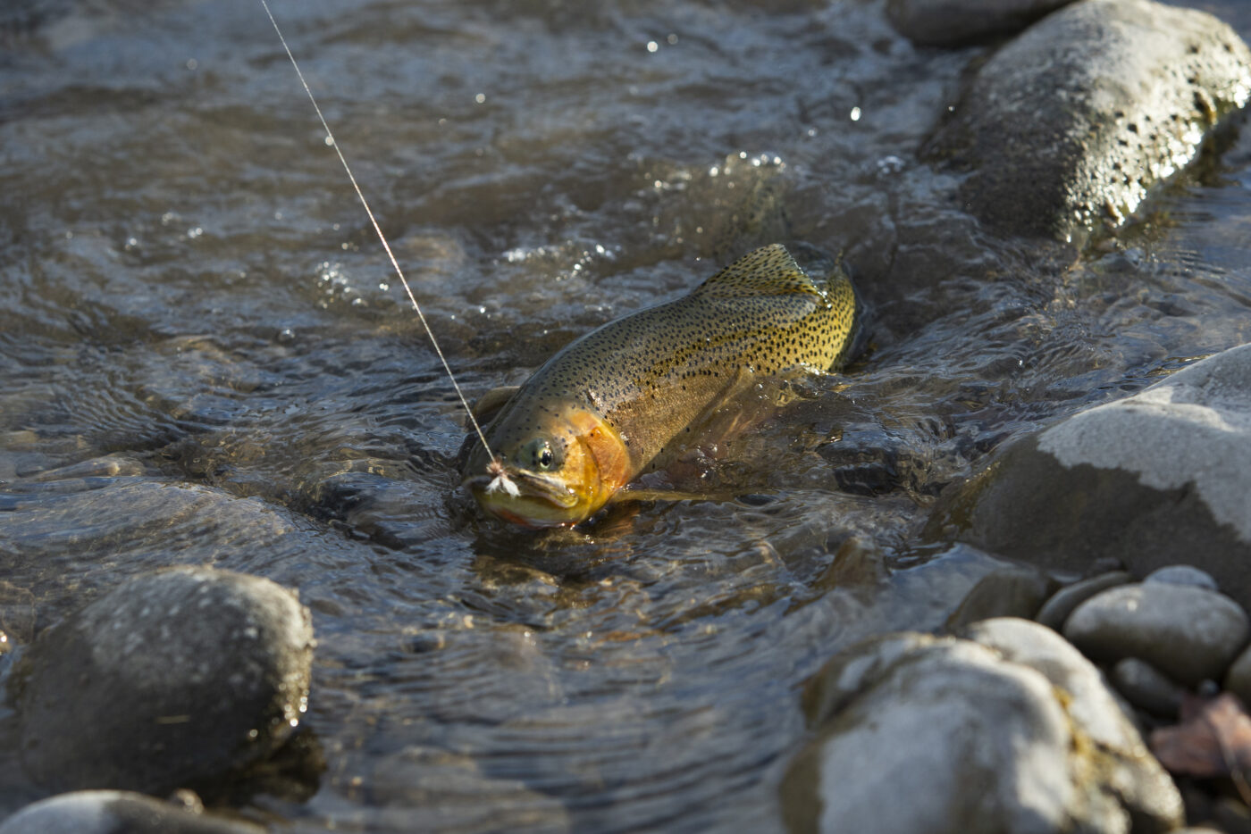 $1.2B in, Teck has barely tackled pollution problems | The Narwhal