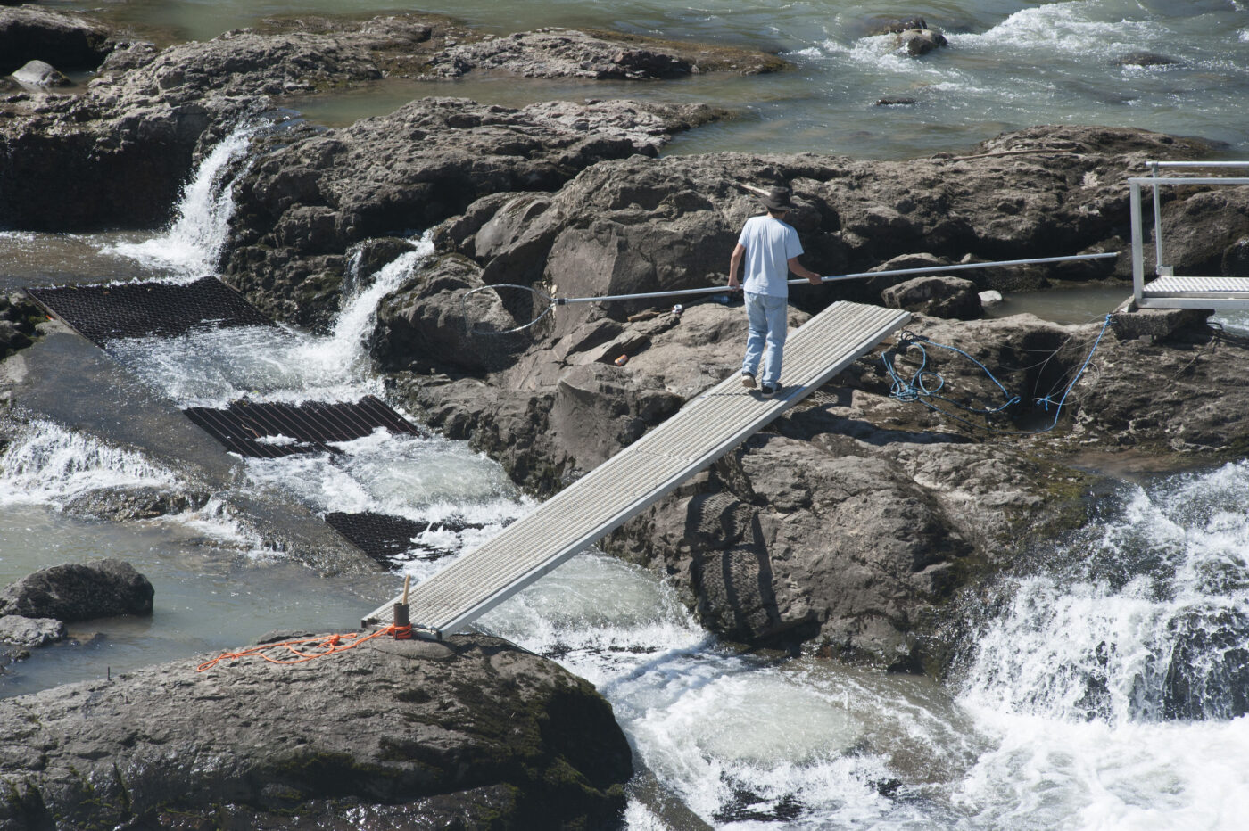 Wet’suwet’en celebrate return of salmon amidst declines | The Narwhal