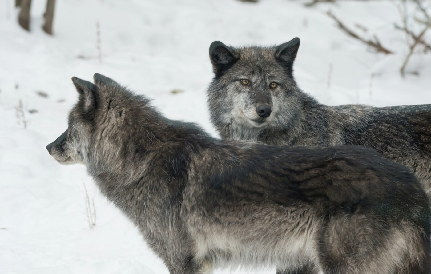 The plight of Lake Superior’s last, lonely caribou | The Narwhal