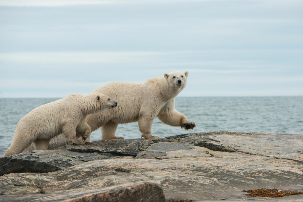 How Inuit youth are preserving the hunt and their identity | The Narwhal