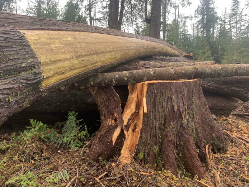 Culturally modified trees are being logged 'regularly’ in B.C. | The ...
