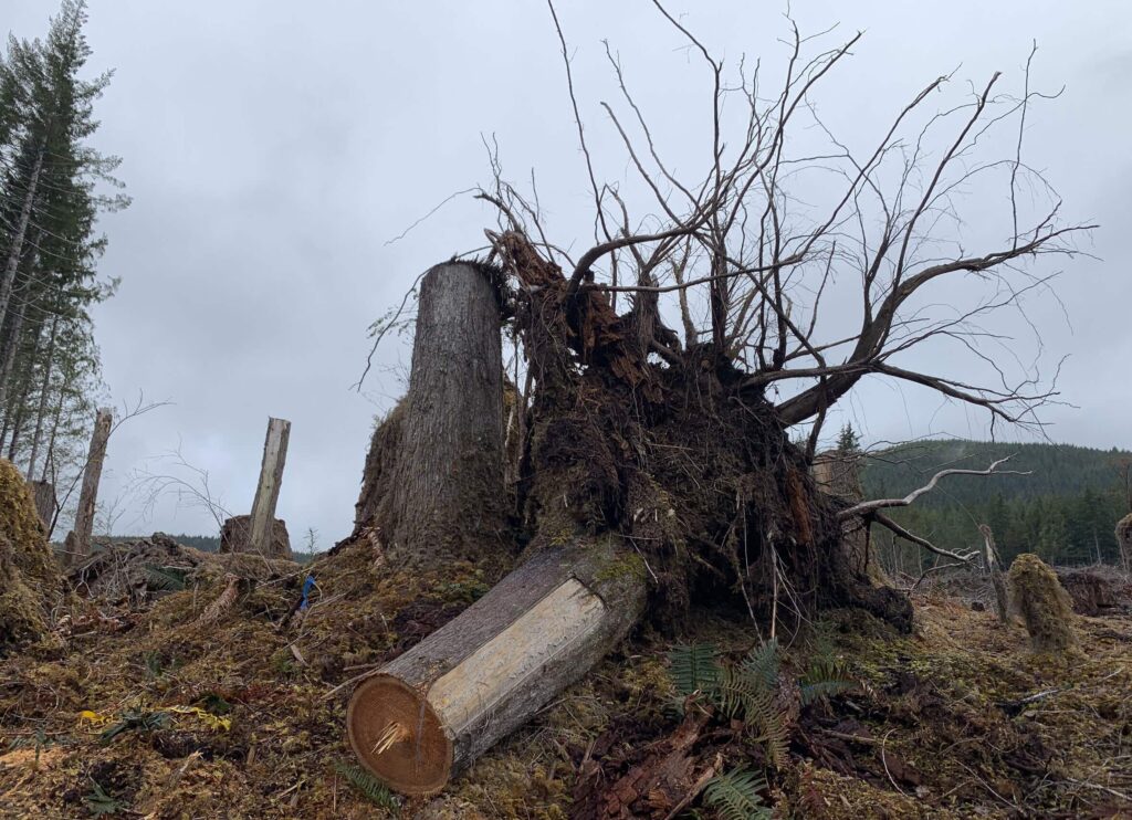 Culturally modified trees are being logged 'regularly’ in B.C. | The ...