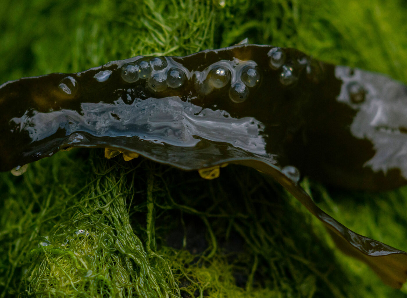 In Howe Sound, citizen scientists welcome Pacific herring home | The ...