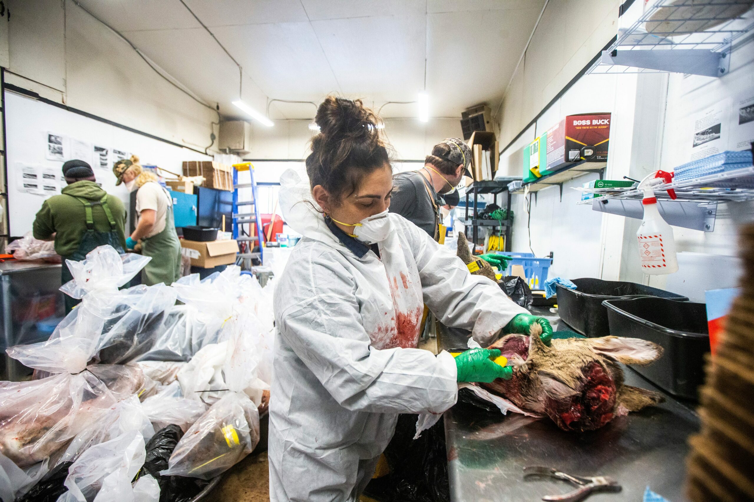 The arrival of chronic wasting disease in Manitoba | The Narwhal