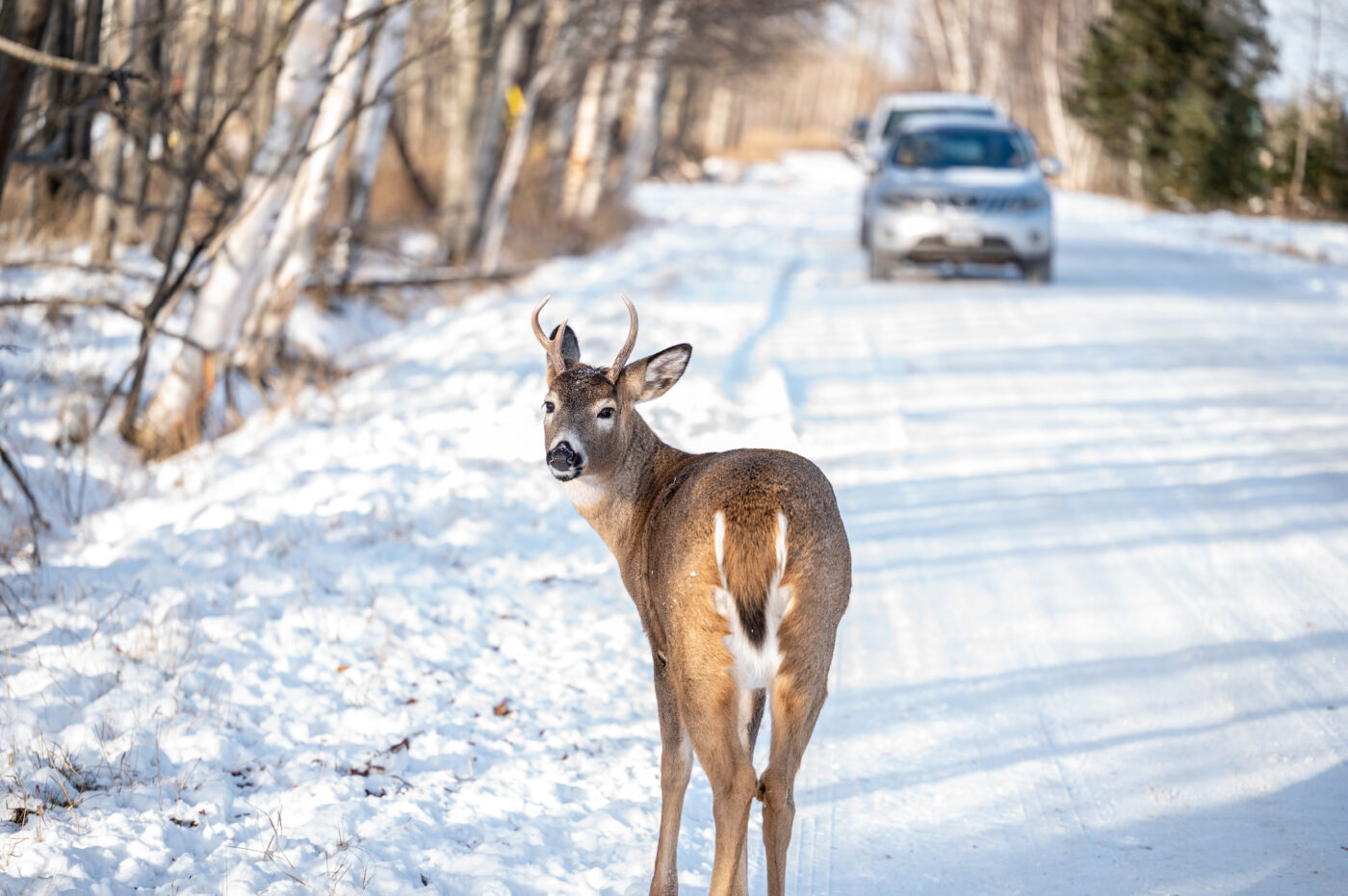 The problem with Thunder Bay’s deer-feeding ritual | The Narwhal