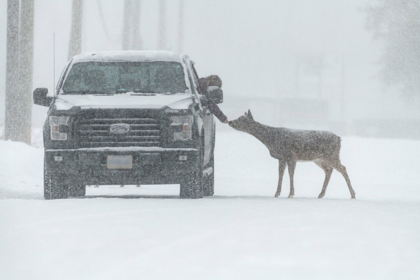 The problem with Thunder Bay’s deer-feeding ritual | The Narwhal