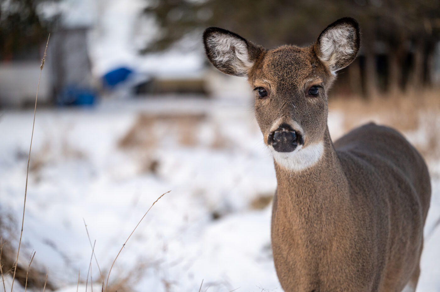 The problem with Thunder Bay’s deer-feeding ritual | The Narwhal