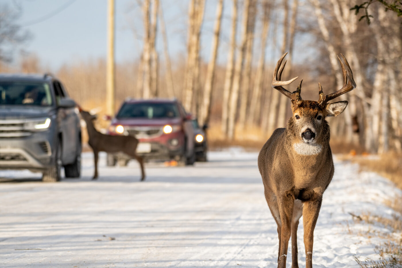 The problem with Thunder Bay’s deer-feeding ritual | The Narwhal
