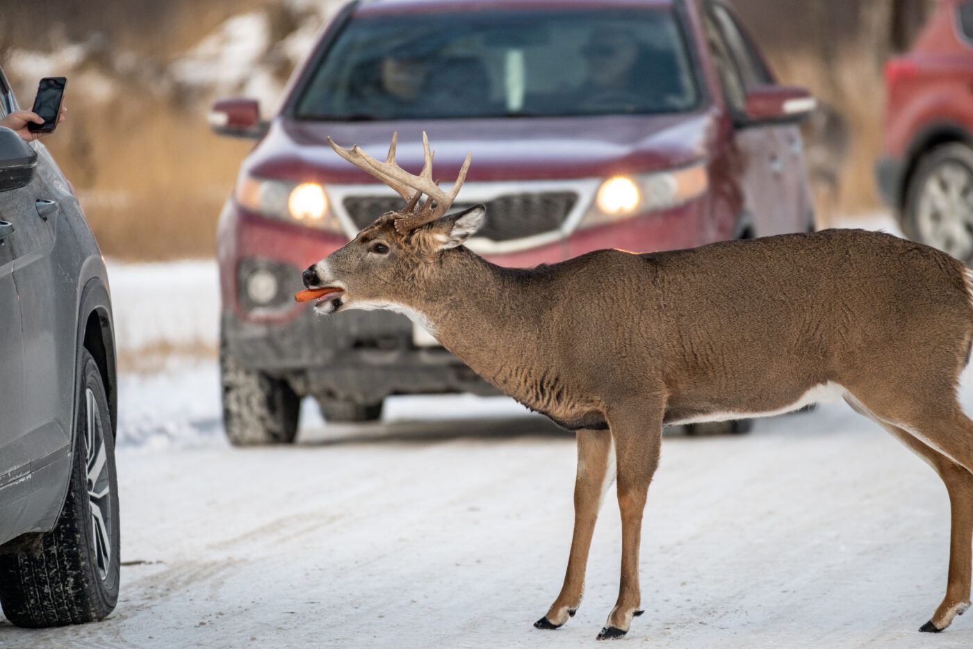 The problem with Thunder Bay’s deer-feeding ritual | The Narwhal