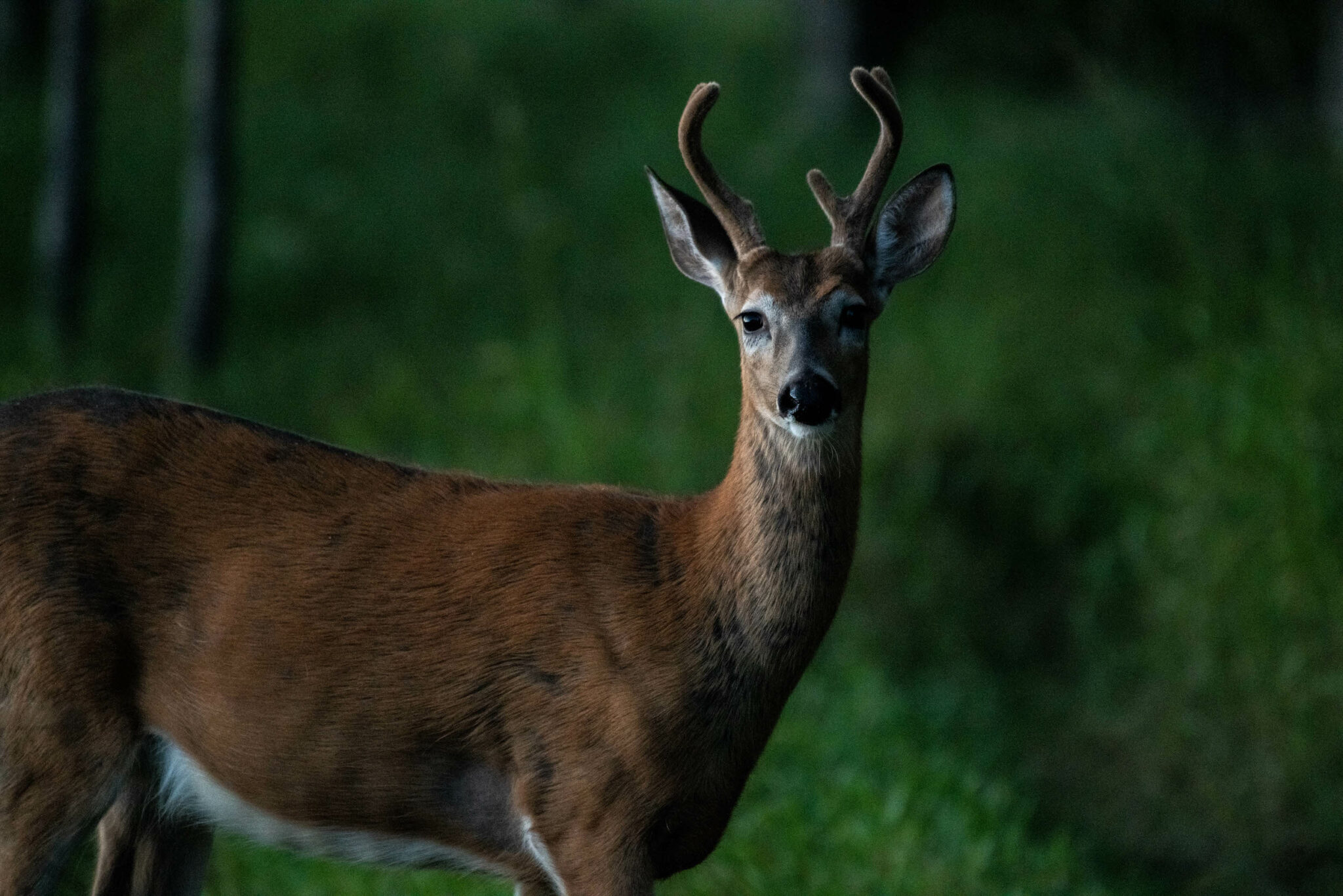 The problem with Thunder Bay’s deer-feeding ritual | The Narwhal
