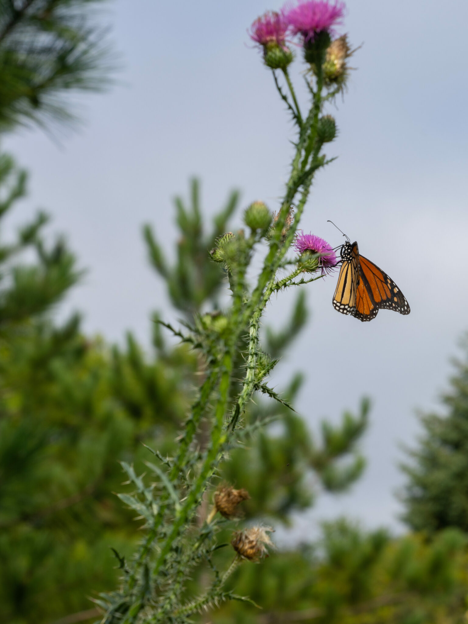 Life along the proposed route of Highway 413 | The Narwhal