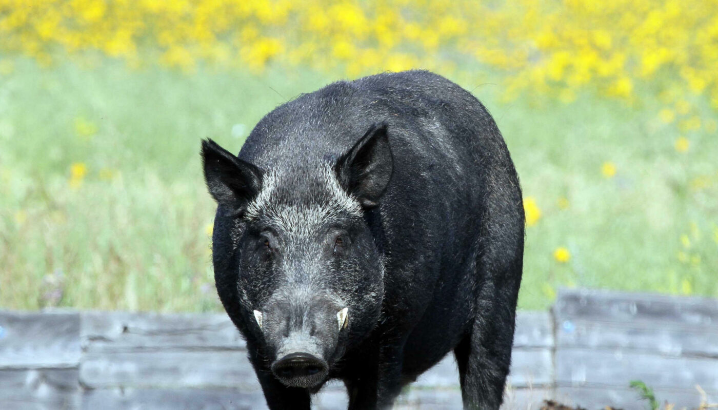 ‘They’re here!’: wild boars are taking over Canada | The Narwhal