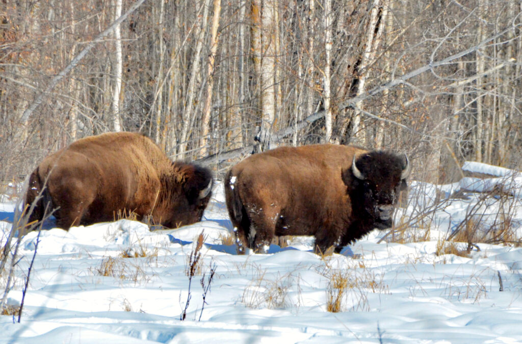 Vanishing Alberta wood bison herd faces new threat from oil and gas ...