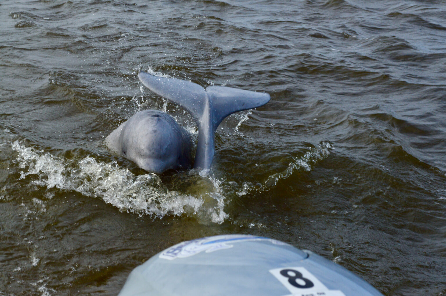 Manitoba’s belugas have a chance to be protected | The Narwhal