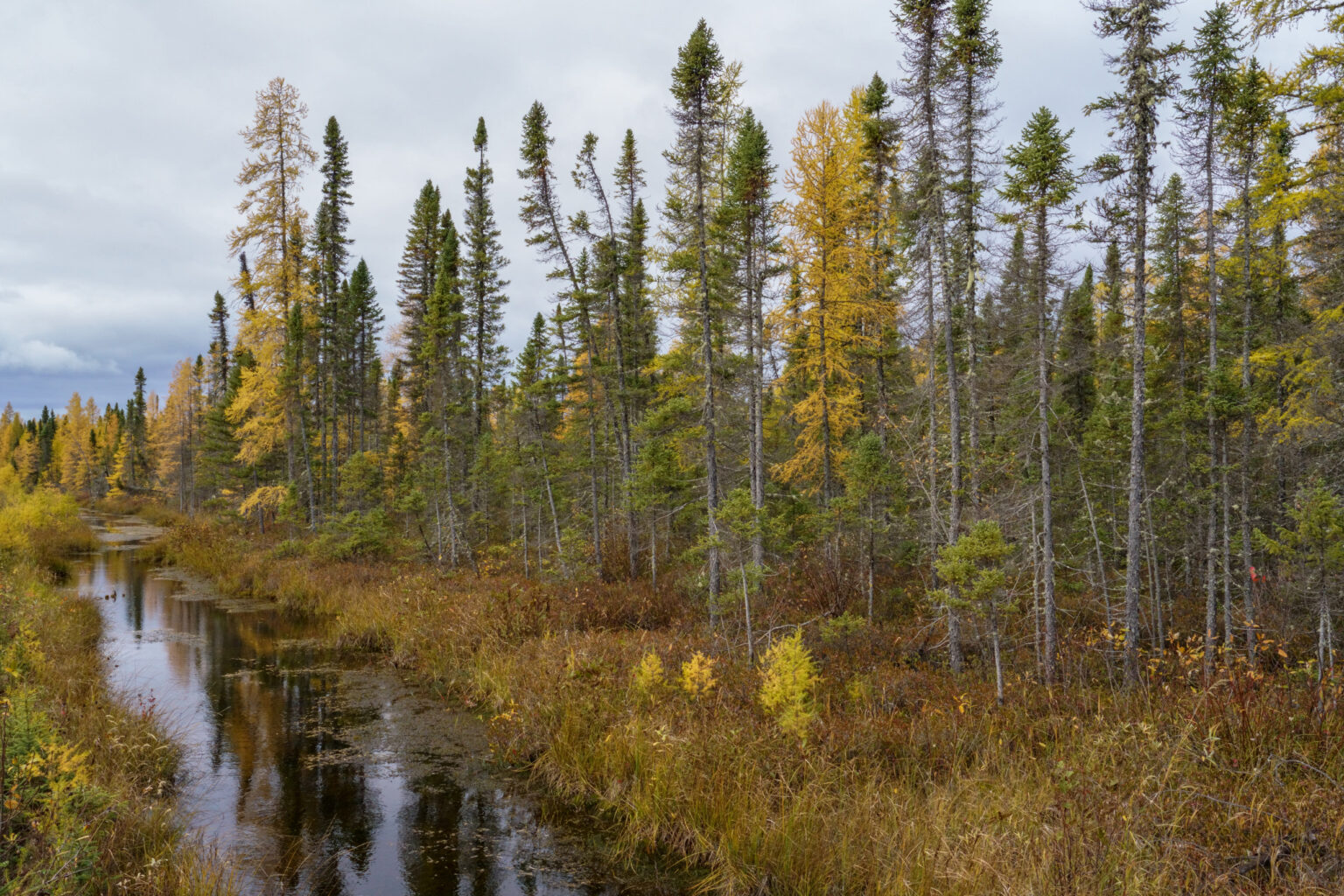 Feds resume talks with Ontario on the Ring of Fire | The Narwhal