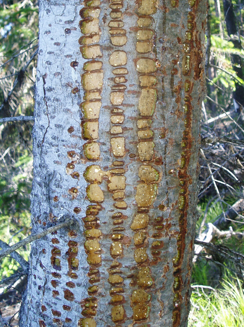 B.C. logs old-growth home to endangered sapsucker | The Narwhal