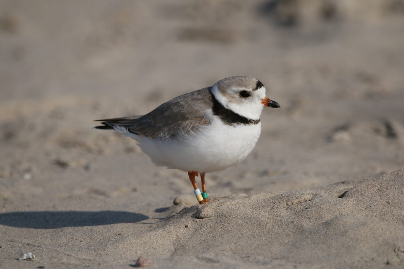 Record number of piping plovers pair up across Great Lakes | The Narwhal