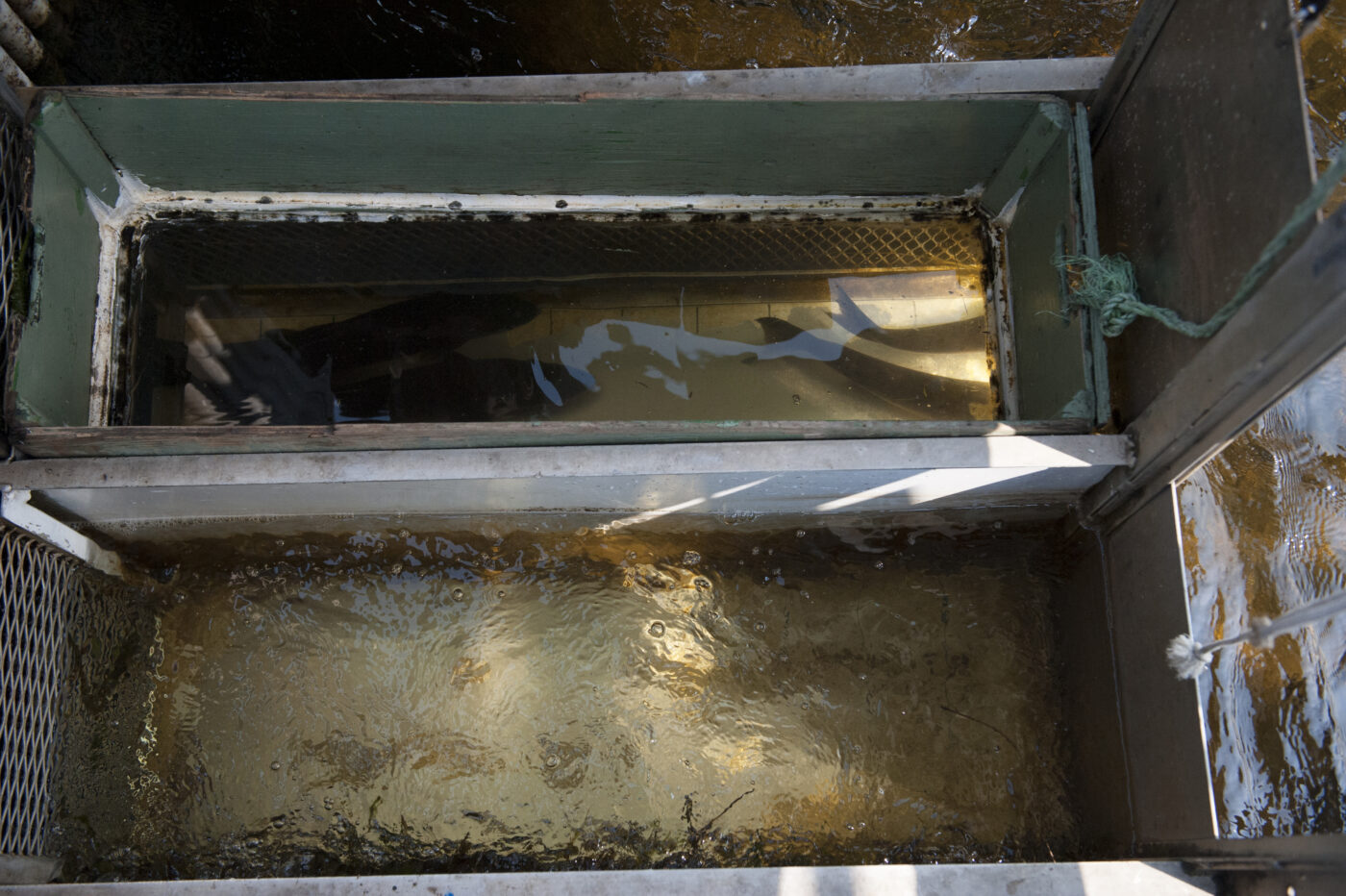 Lake Babine’s fight to save salmon in hot water | The Narwhal