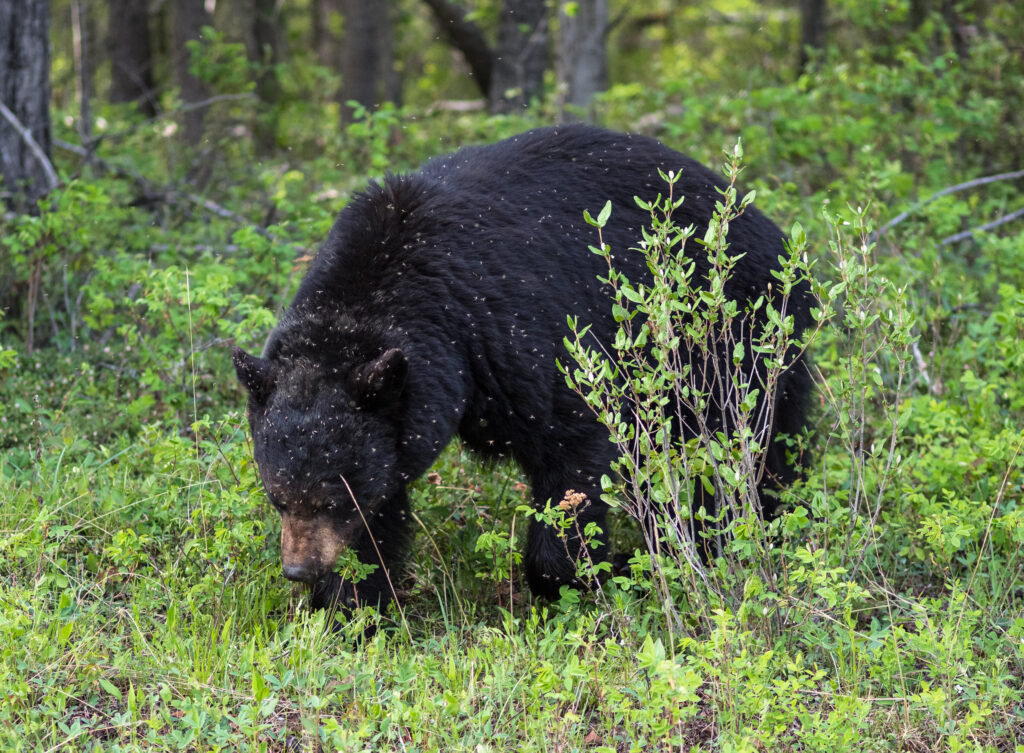 Wood Buffalo National Park under threat | The Narwhal