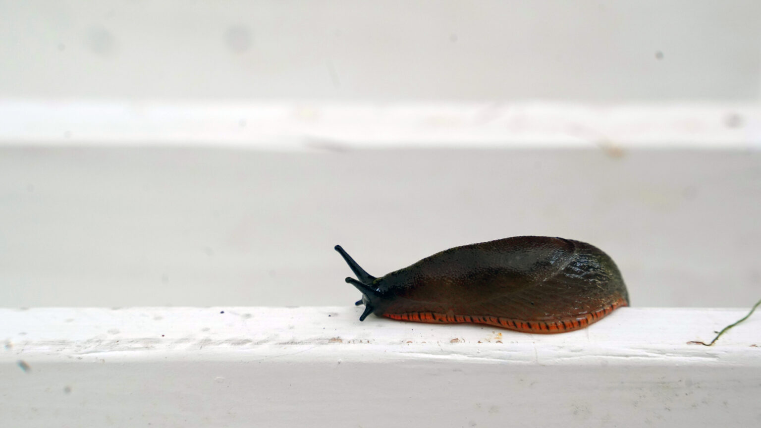 Tracing the sticky history of slug races | The Narwhal