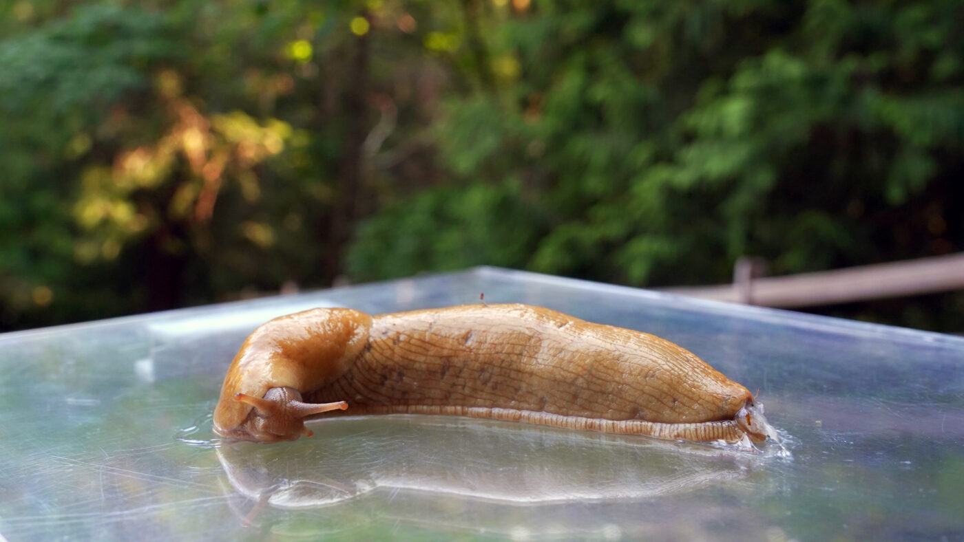 Tracing the sticky history of slug races | The Narwhal