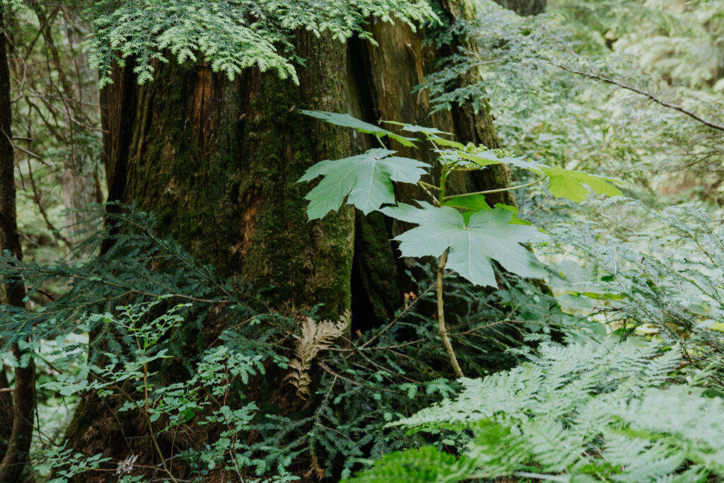 Fact-checking B.C.’s suspicious claims about the age of trees | The Narwhal