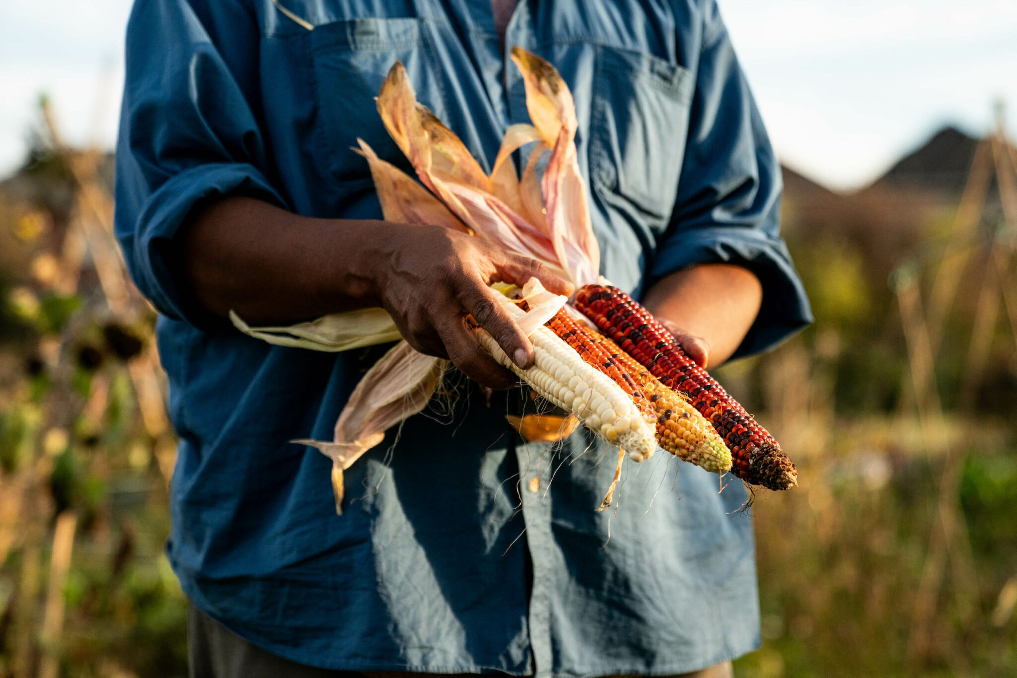 The Indigenous farmers decolonizing Toronto’s hydro fields | The Narwhal