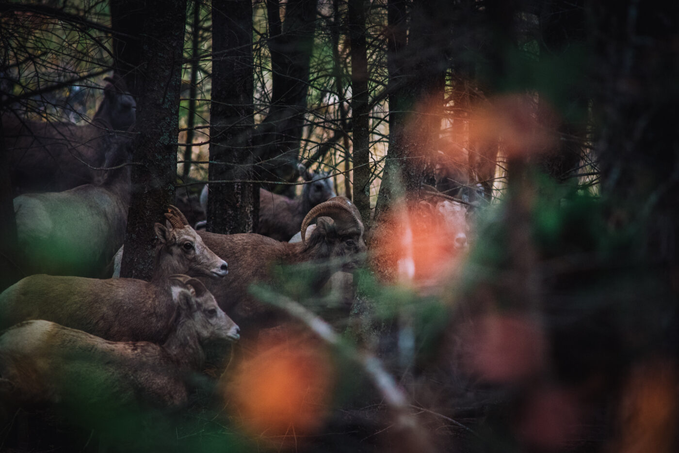 This B.C. bighorn sheep herd’s fight for survival | The Narwhal