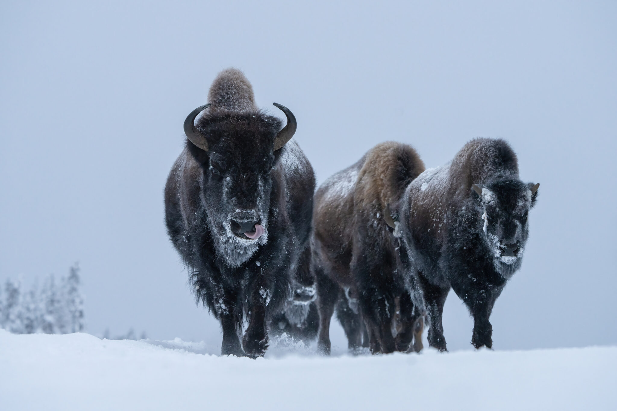Bison and vehicles: a perilous dance on a northern B.C. road | The Narwhal
