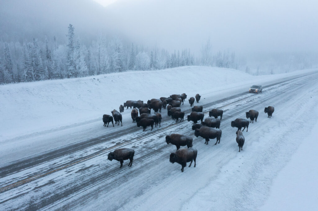 Bison and vehicles: a perilous dance on a northern B.C. road | The Narwhal