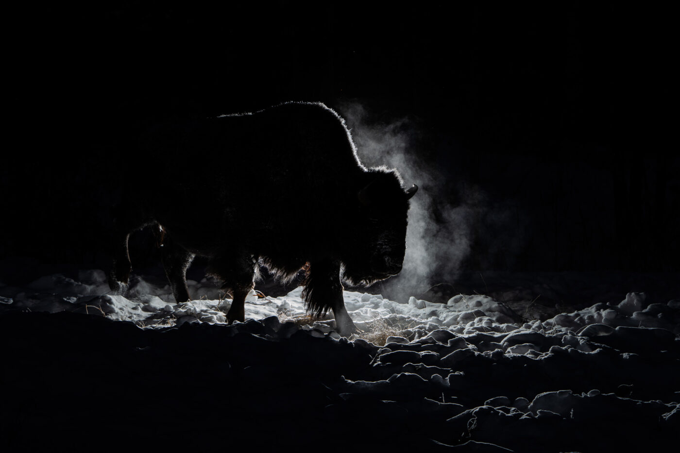 Bison and vehicles: a perilous dance on a northern B.C. road | The Narwhal