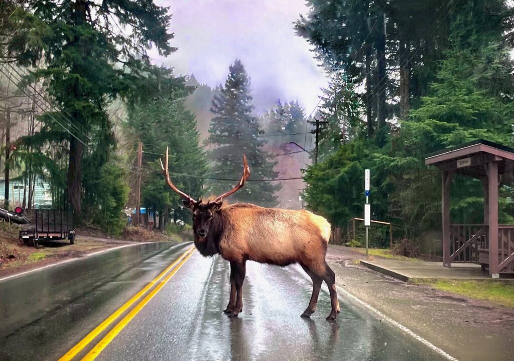 The life and death of Youbou’s Bob the elk | The Narwhal