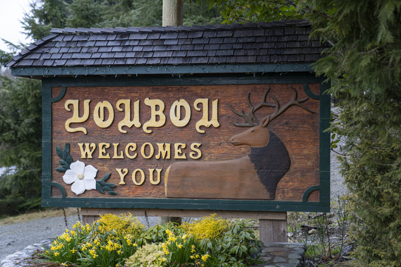The life and death of Youbou’s Bob the elk | The Narwhal