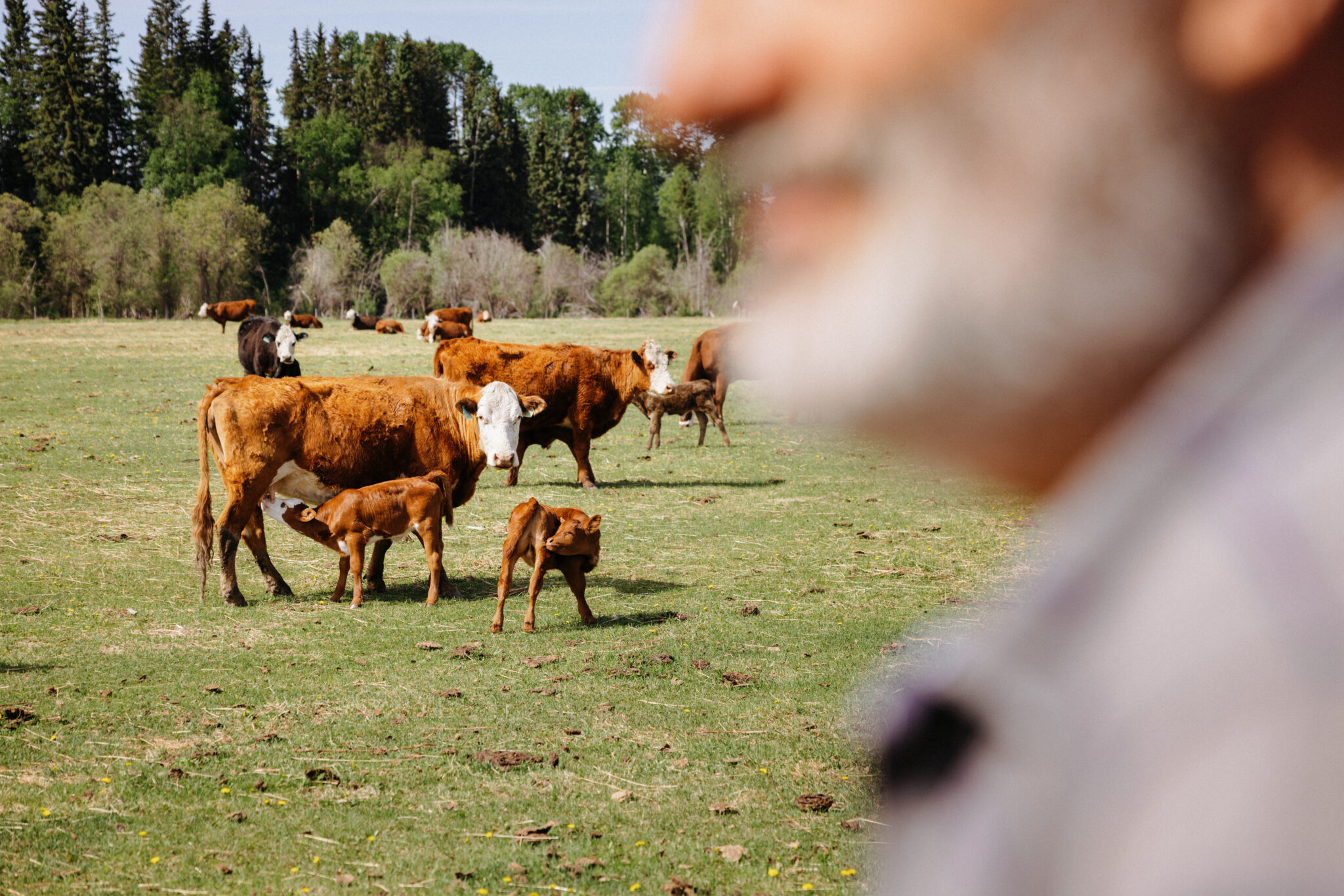 As another B.C. drought looms, farmers search for solutions | The Narwhal