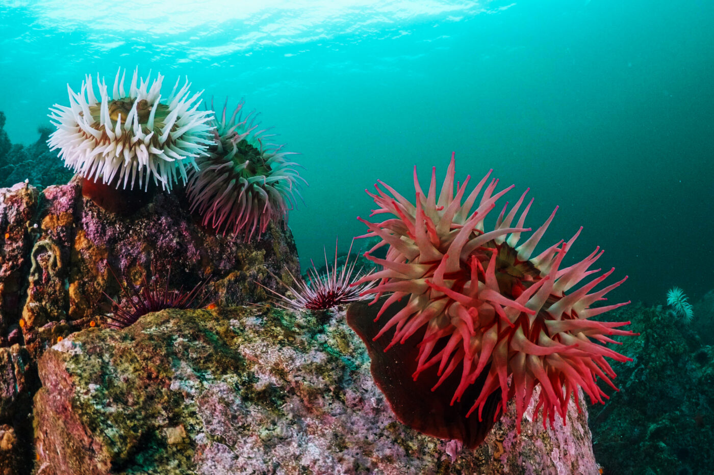 Kitasoo Xai’xais Nation creates first ‘blue park’ in Canada | The Narwhal