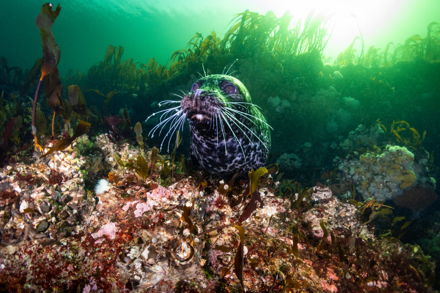 Kitasoo Xai’xais Nation creates first ‘blue park’ in Canada | The Narwhal