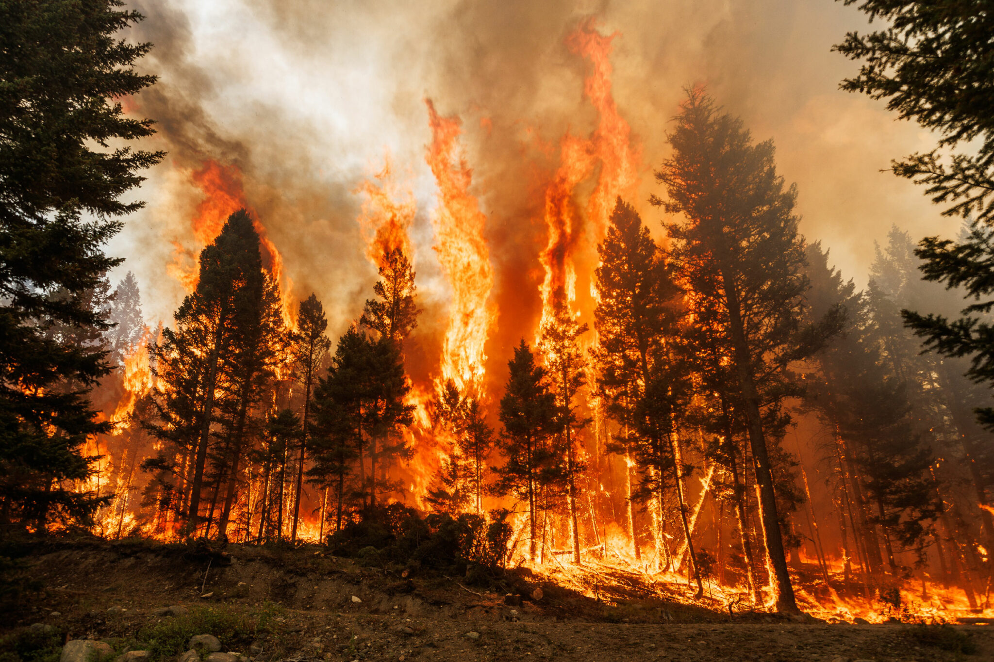 Alberta Wildfires: News and Analysis | The Narwhal