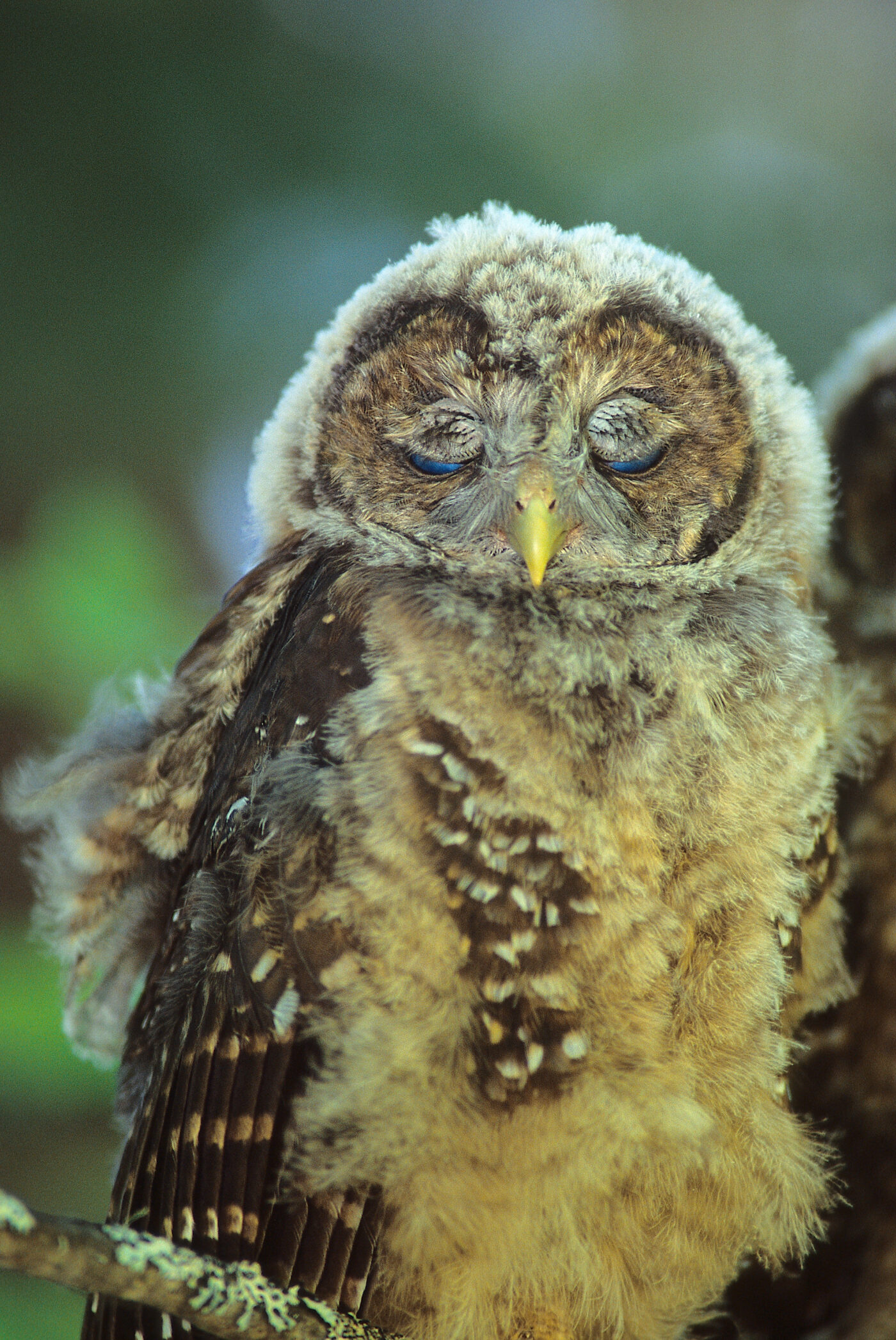 Feds propose to protect critical spotted owl habitat size of 1,000 ...