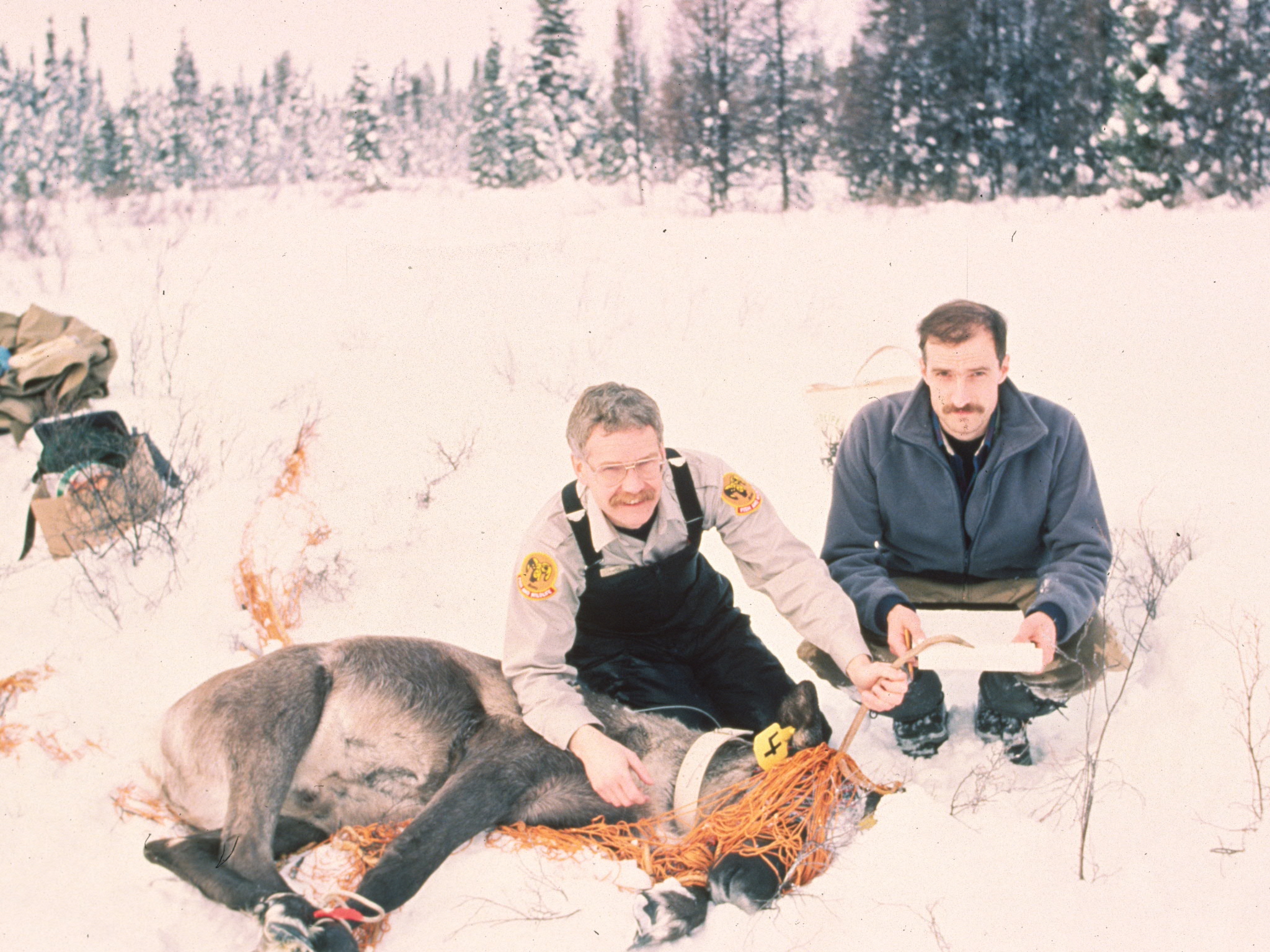 Threatened woodland caribou face the next crisis: wildfires | The Narwhal