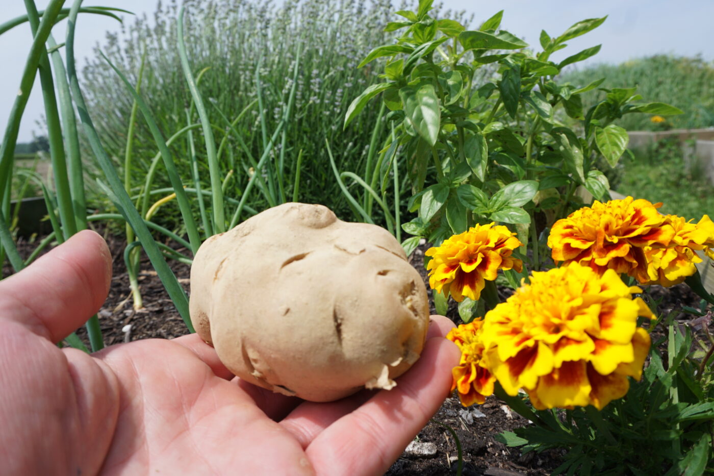 Climate change lessons from the Irish Potato Famine | The Narwhal