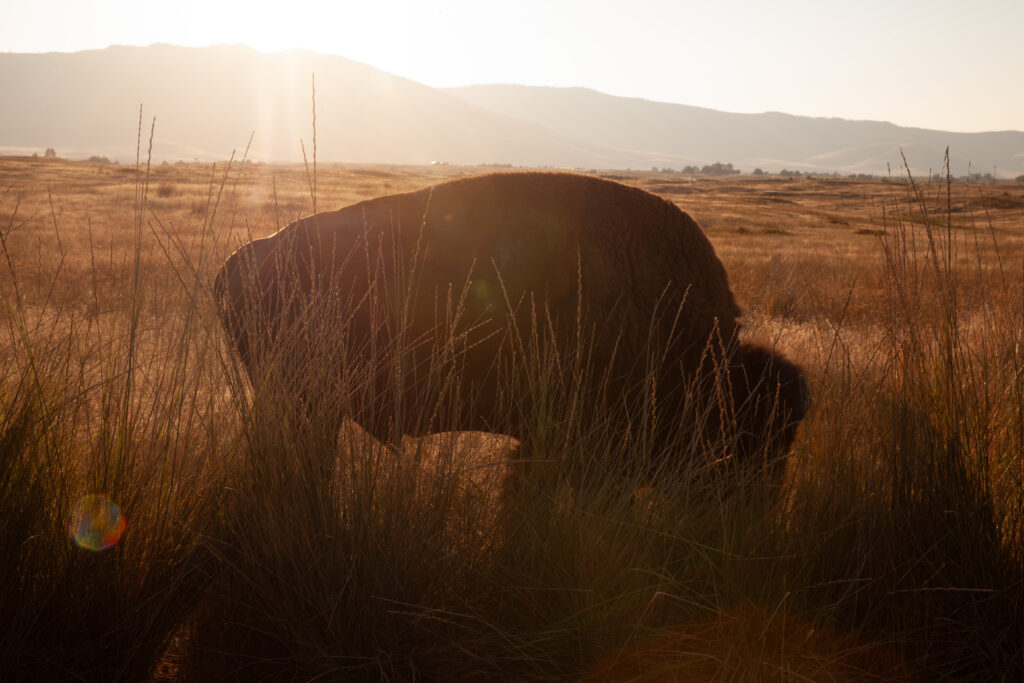 Indigenous nations are bringing buffalo back