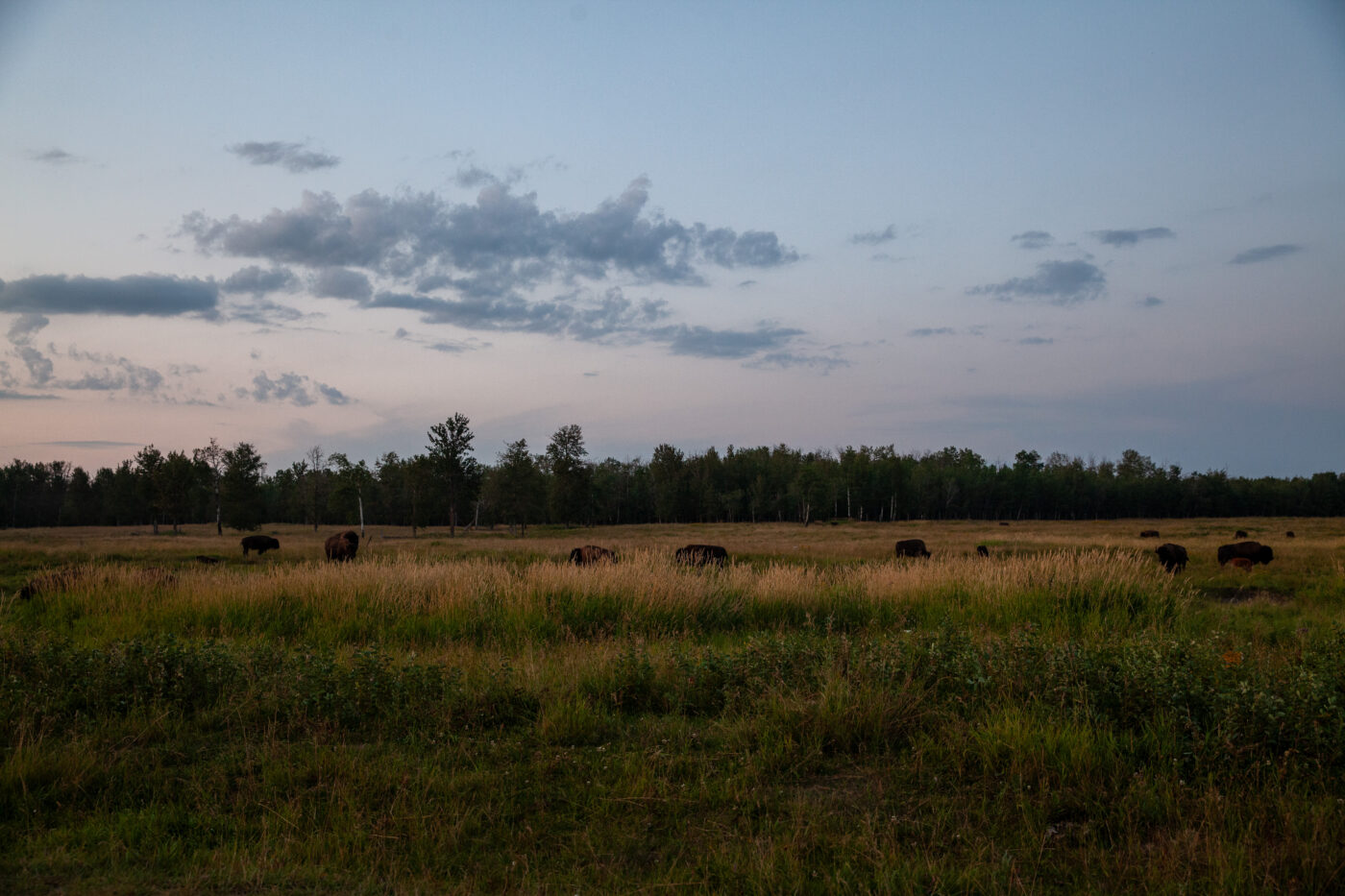 Indigenous nations are bringing buffalo back