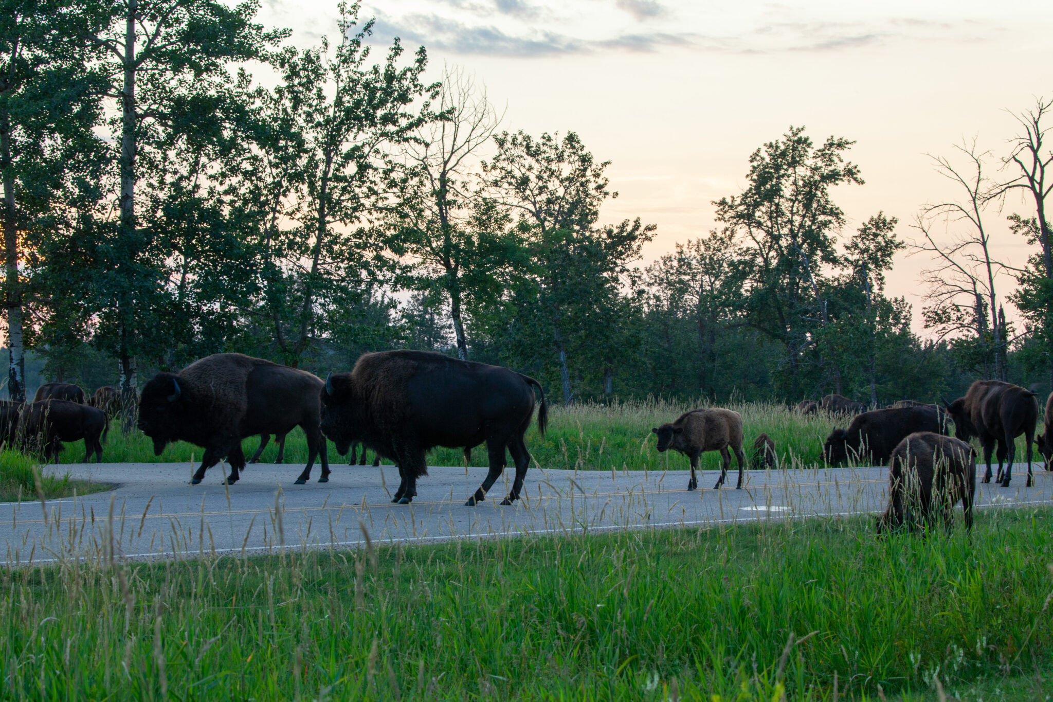 Indigenous nations are bringing buffalo back